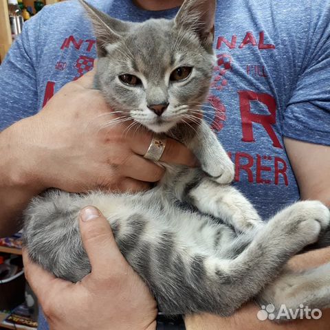 Молодой кот около 6 месяцев ищет дом