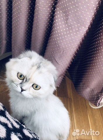 Кошечка