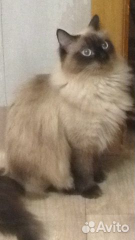 Пристрою кошечку