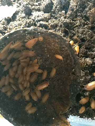 Мокрицы porcellio laevis и porcellionides pruinosu