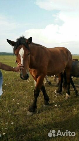 Продам тяжеловозов