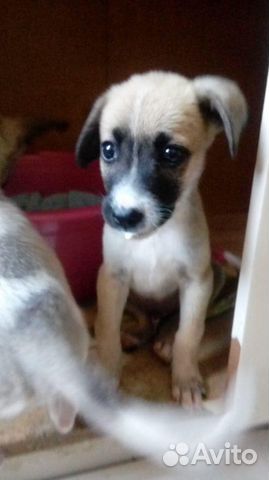 Щеночки,мальчик и девочка, мелкой породы