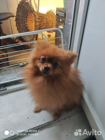 Мини шпиц. Девочка, 1 год 11 месяцев