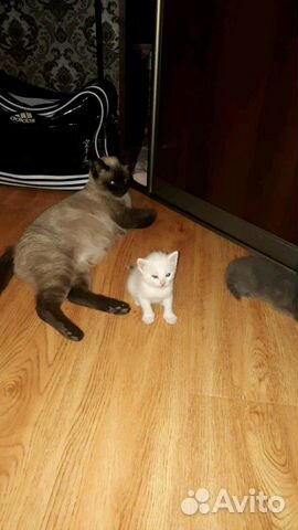 Котенок в добрые руки