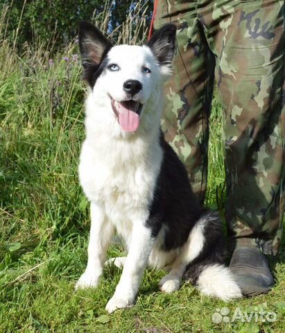 Якутская лайка