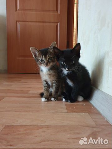 Абессинские котята