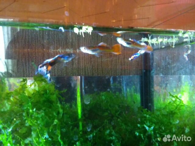 Самцы гуппи