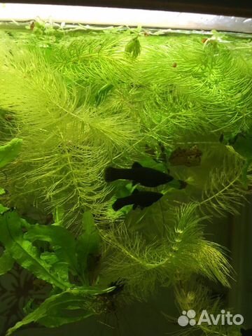 Моллинезия