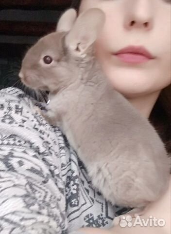 Шиншилленок девочка, 3мес