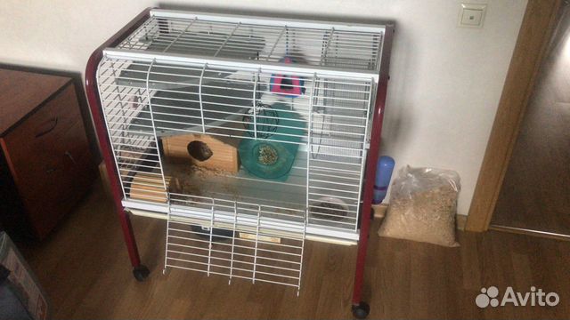 Продам белку