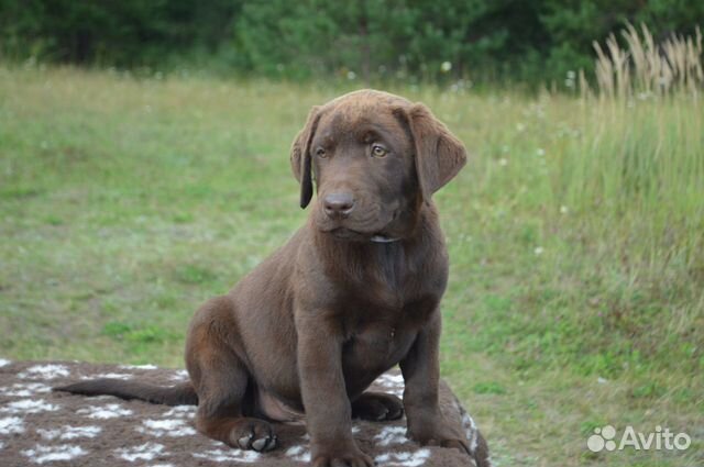 Шоколадный щенок лабрадора 1