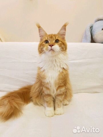 Шикарные Мейн-кун котята