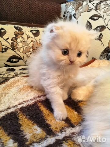 Котенок персидский мальчик