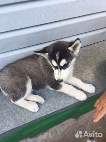 Хаски чистокровные 5шт