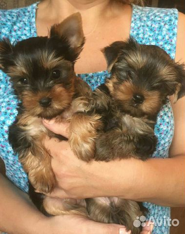 Щенки йоркширского терьера