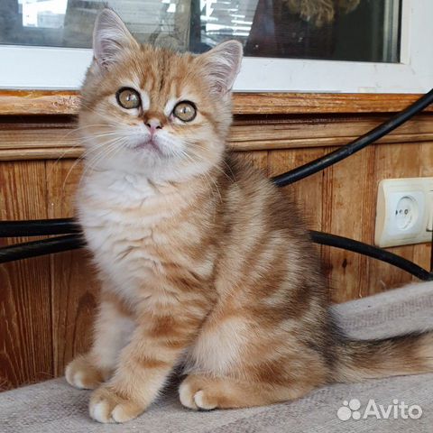 Золотой мрамор