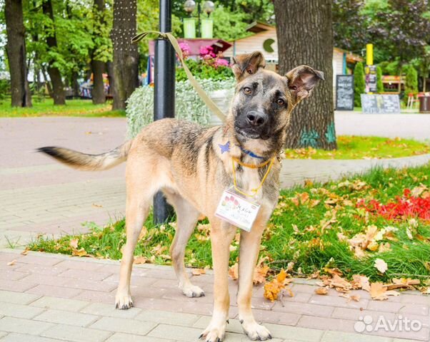 Собаки подростки в добрые руки