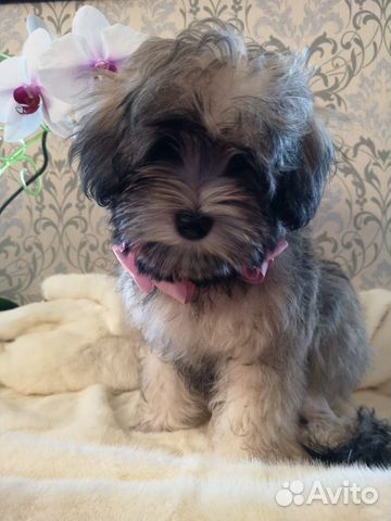 Щенок Бишон-Лион