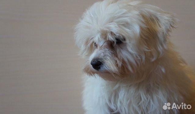 Мальтийская болонка (Мальтезе)