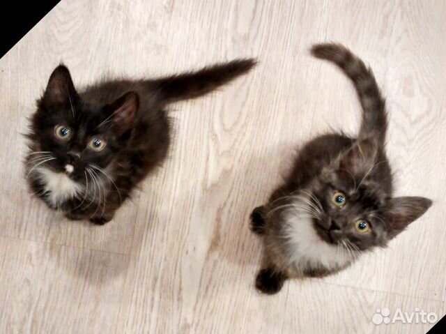 Котята, котёнок мальчик и котенька девочка
