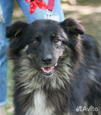 Магкая. Большая. Добрая. Несси