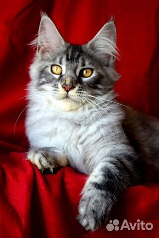 Серебряный котик мейн кун Фенимор
