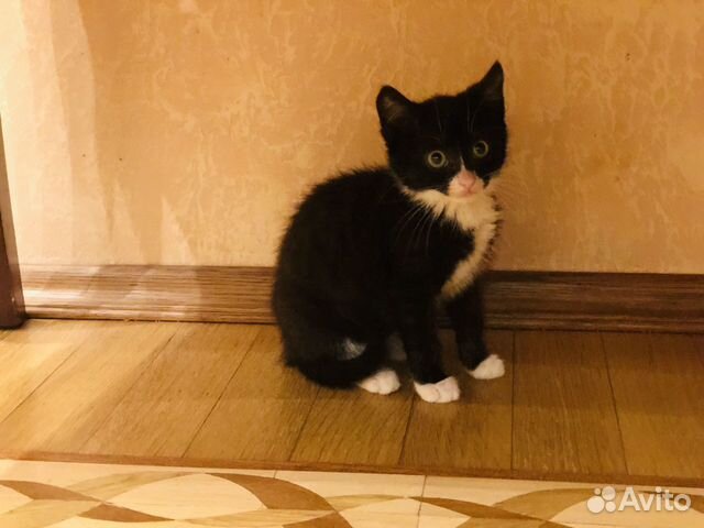 Милейшее, забавное создание - 2 мес