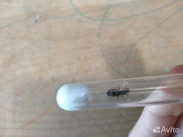 Lasius Niger матки муравьёв с расплодом