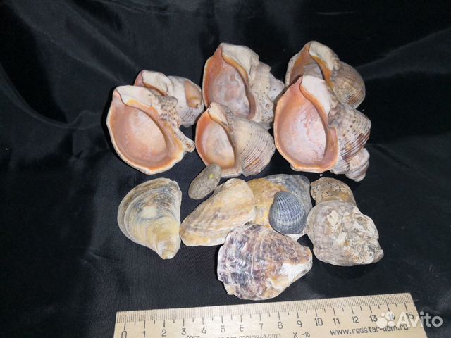 Ракушки. Комплект для аквариума