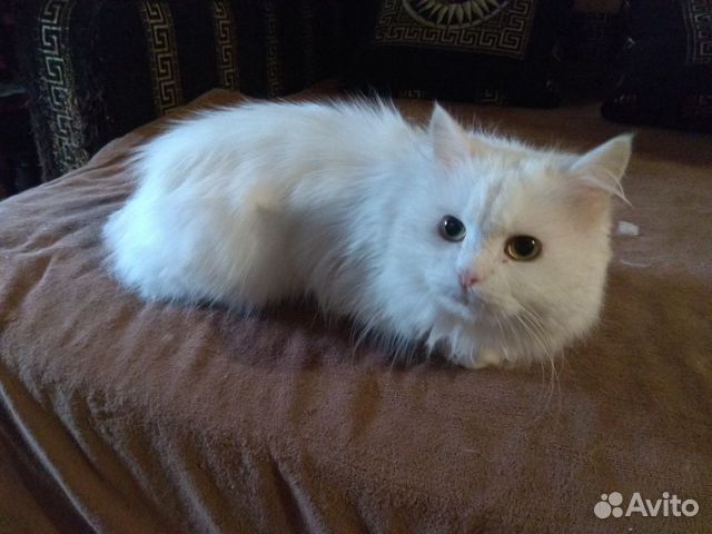 Сибирские персы бесплатно