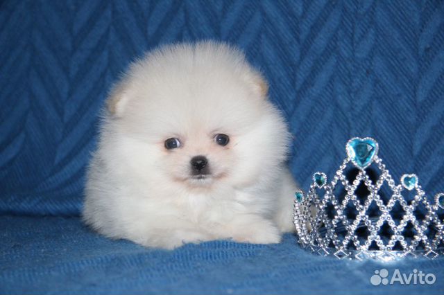 Померанский шпиц- Девочки и Мальчики.Мини