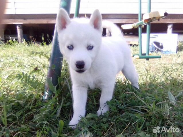 Щенок хаски белый