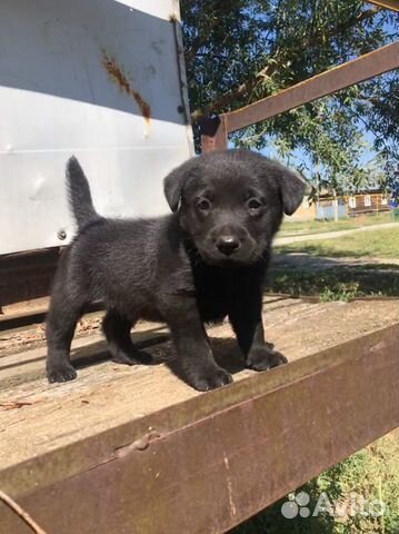 Щенки лабрадора