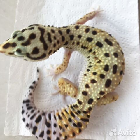 Эублефар взрослая самка