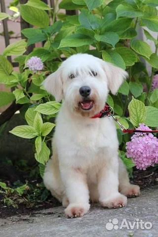 Снежа. Метис чешского терьера в дар