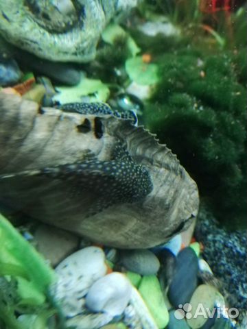 Анциструс сомик прилипала