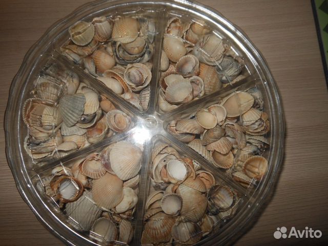 Морские ракушки