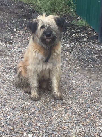 Собака Кудряшка 1.5-2 года