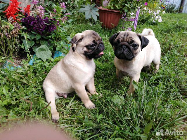 Щенки мопсики