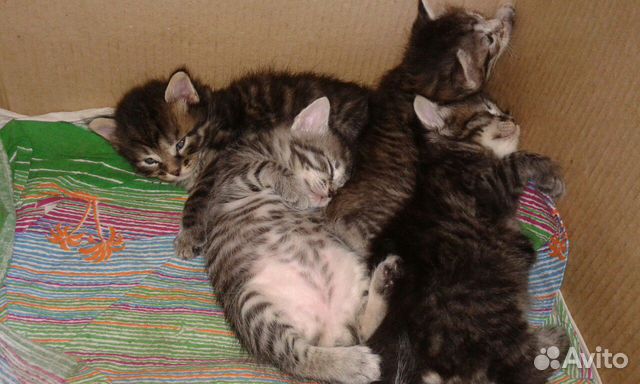 Милые котята шотландцы