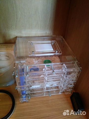 Формикарий Crystal L 2.0 + муравьи campontus nic