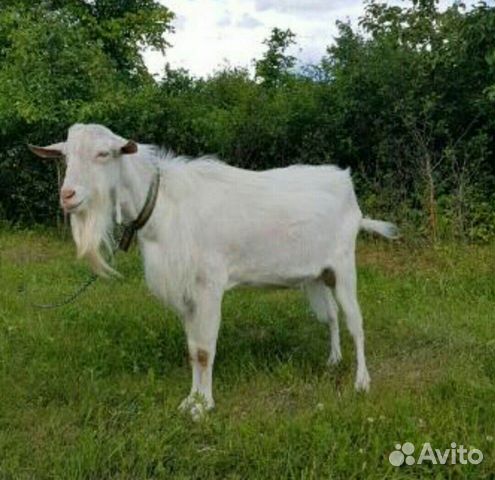 Племенной Козел Заанинской породы