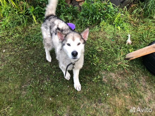 Метис маламута мальчик