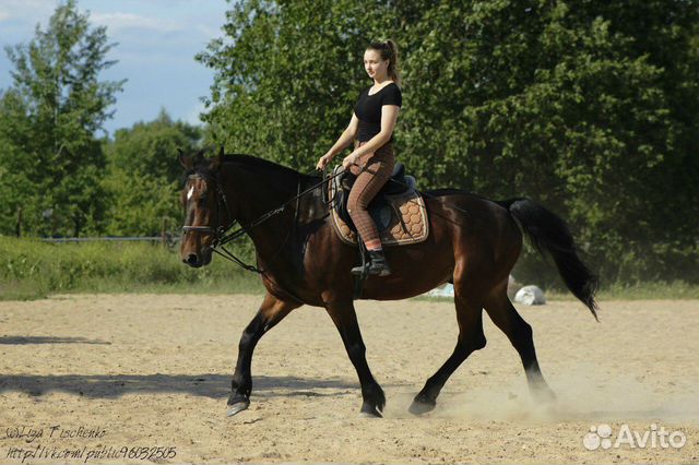 Крепкий мерин на продажу