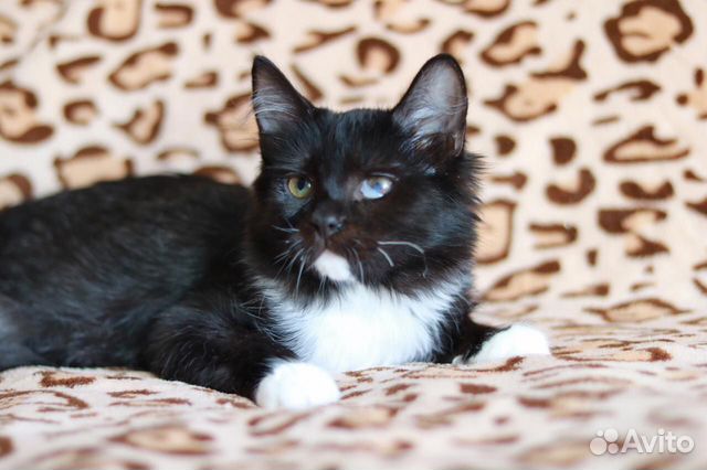 Котёнок Мишаня 3 месяца