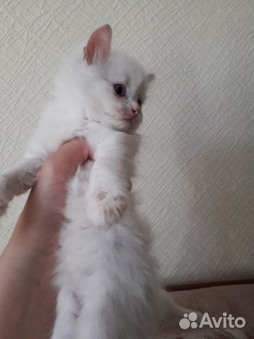 Персидский кот