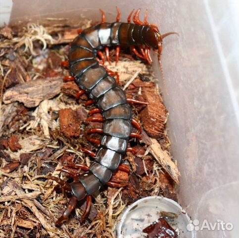 Сколопендра кольчатая