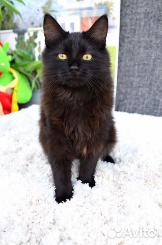 Котёнок девочка чёрная шоколадная 4 месяца
