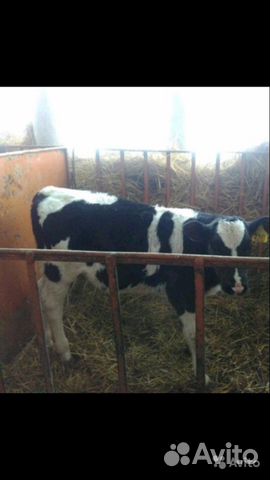 Бычки и тёлочки 3-4 х месячные