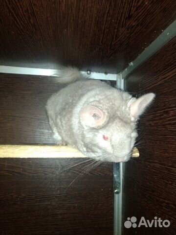 Бархатные шиншиллы